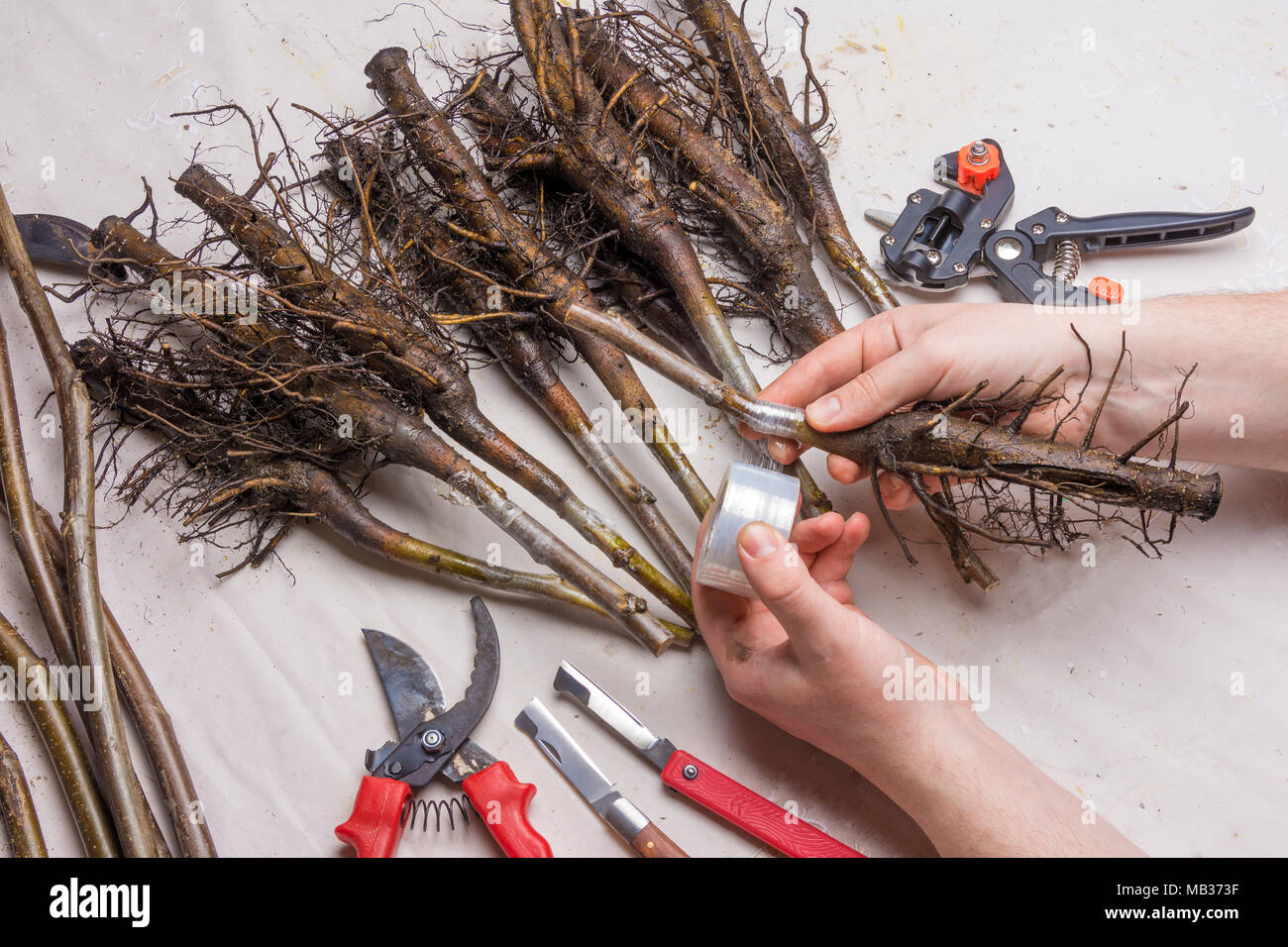 graft wood. Process ovulation of walnut cuttings with a pruner and ...