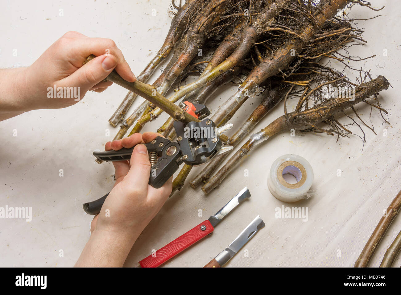 Pruning Knife High Resolution Stock Photography and Images - Alamy