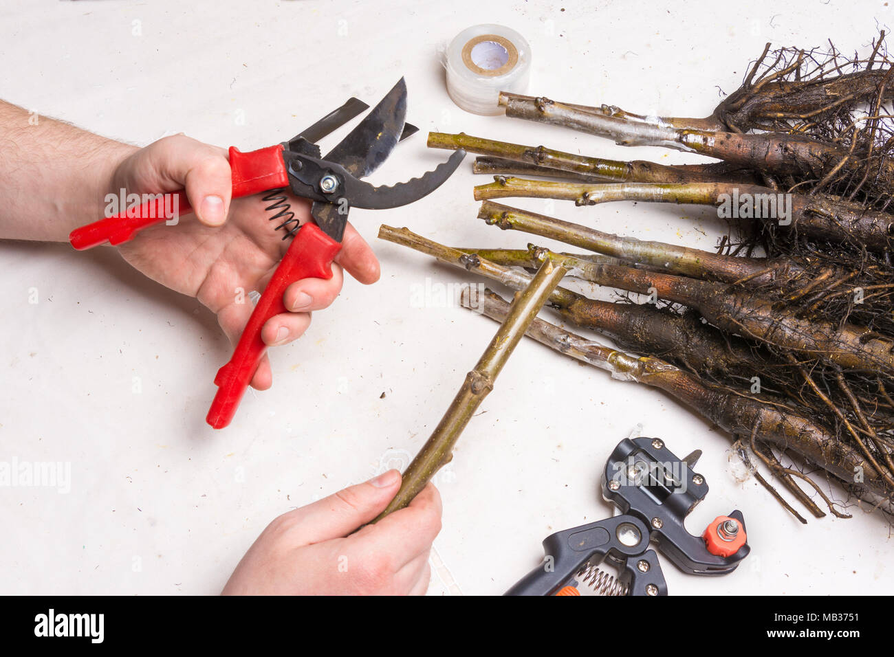graft wood. Process ovulation of walnut cuttings with a pruner and ...
