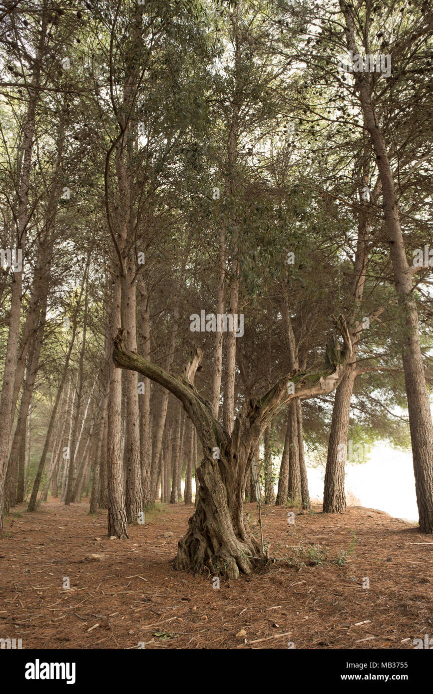 The Sichar reservoir in Castellón Stock Photo - Alamy