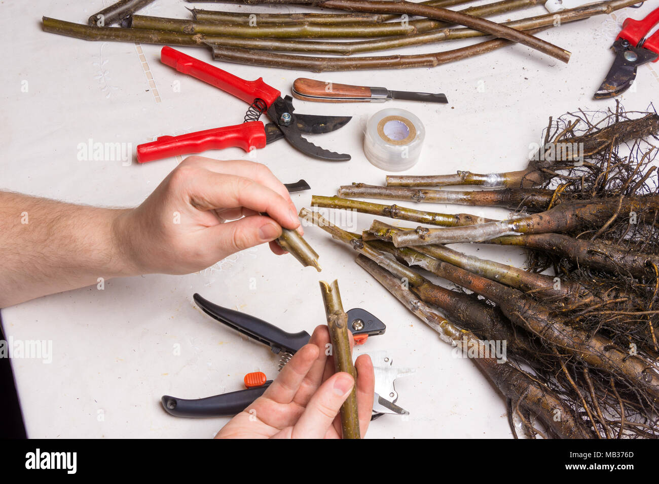 Wood grafting hi-res stock photography and images - Alamy