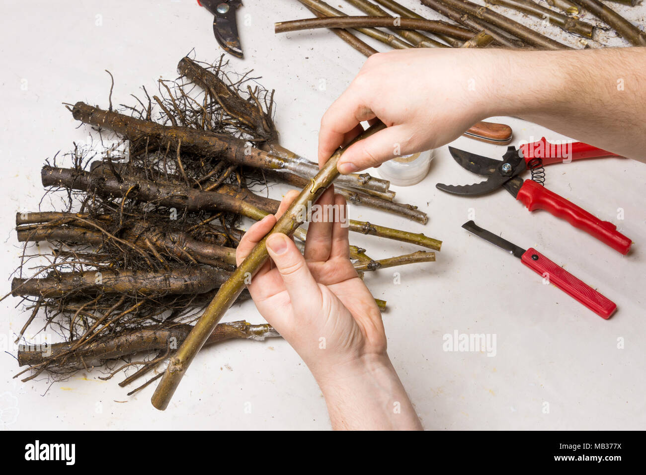 Apple root graft hi-res stock photography and images - Alamy