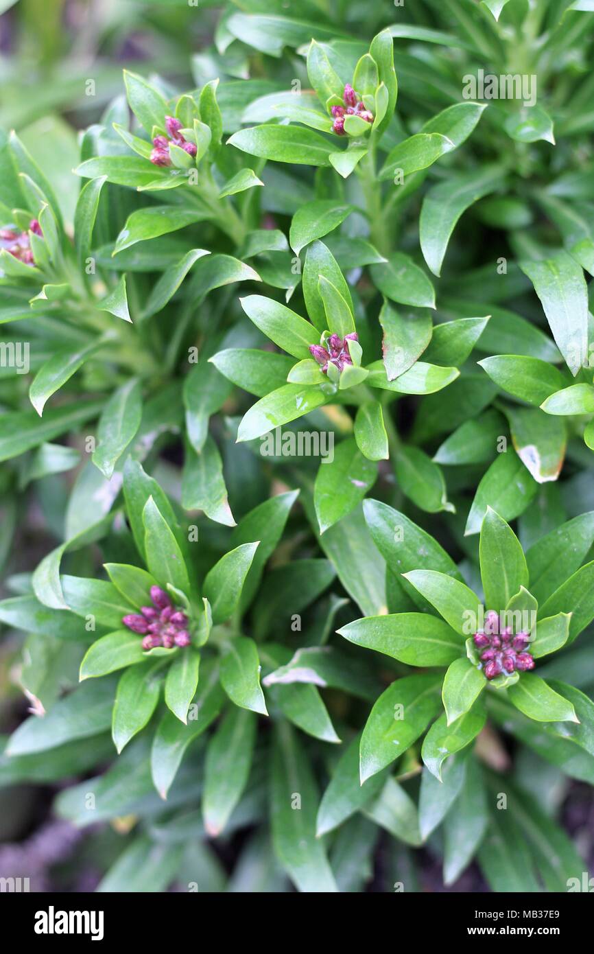 The Poisonous but Fragrant Winter Daphne (Daphne odora Aureomarginata ...