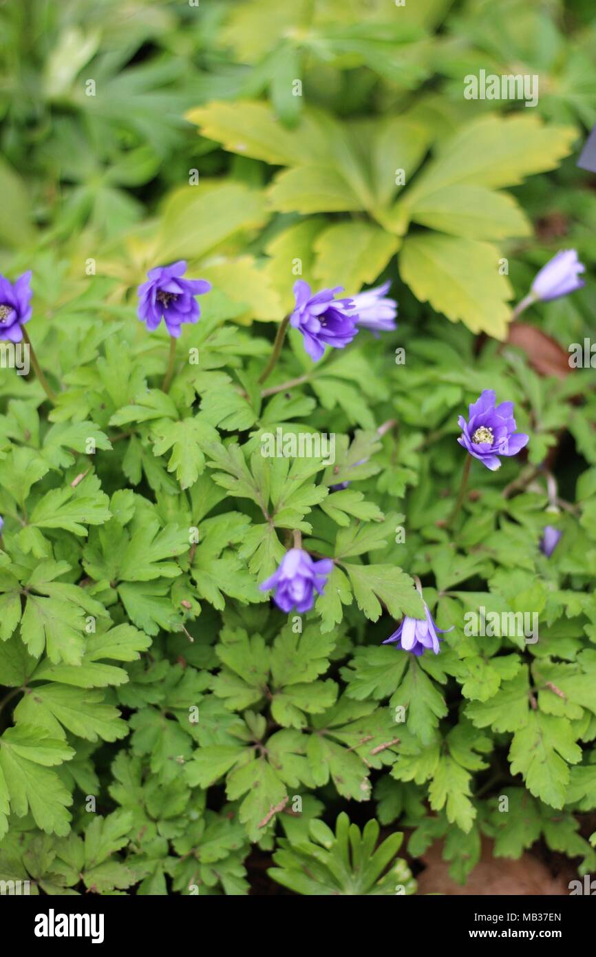 Deep violet-blue flowered, ' Anemone blanda ‘Atrocaerulea’ ( windflower ...