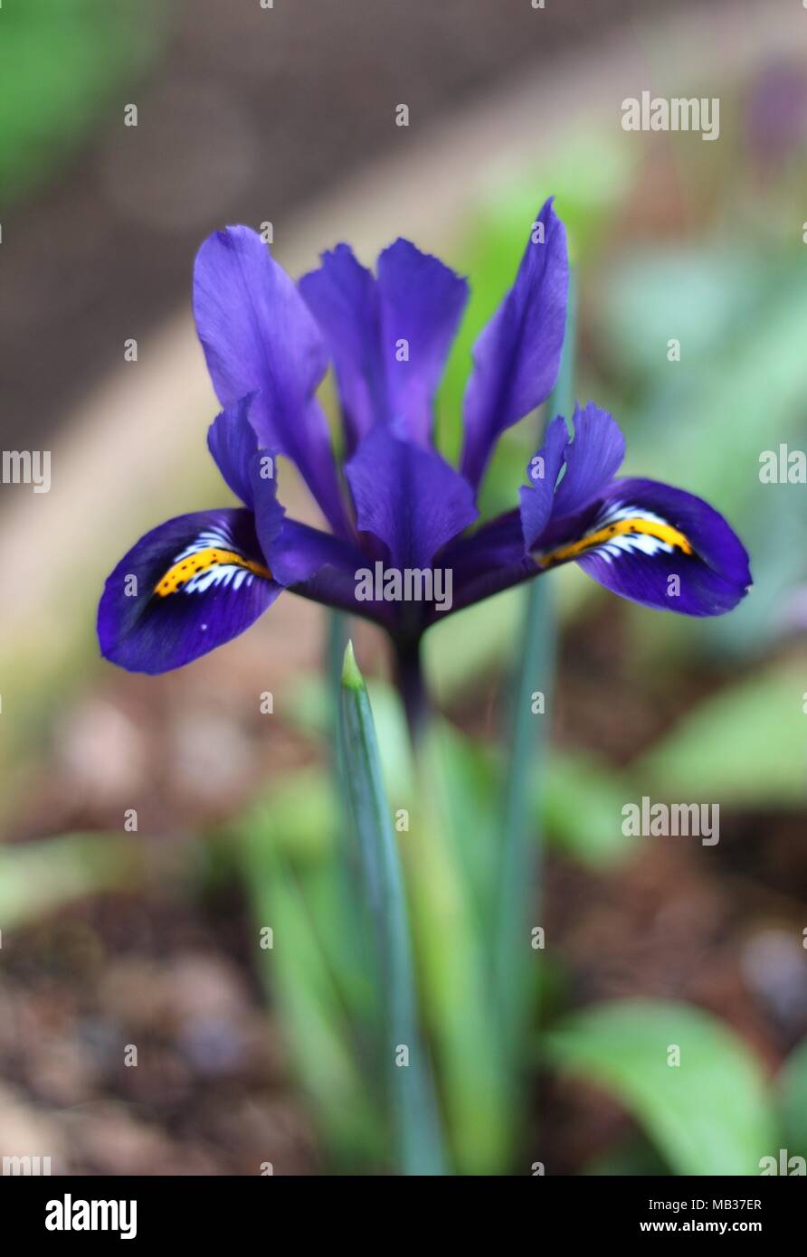 Iris reticulata hi-res stock photography and images - Alamy