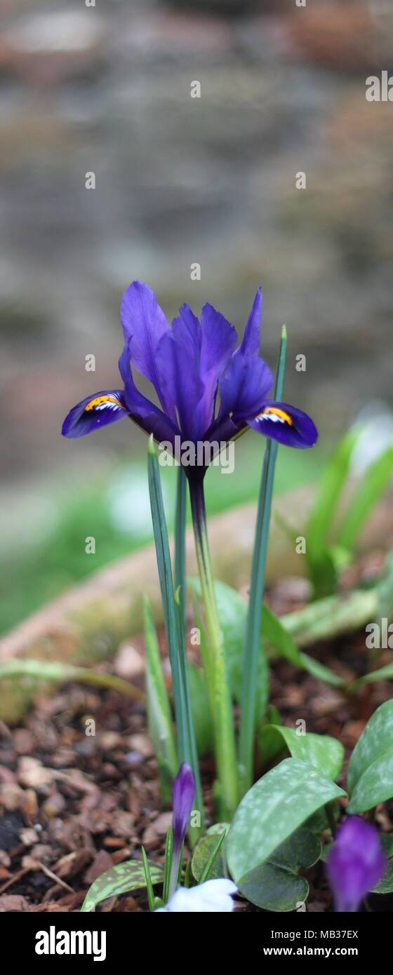 Reticulata variety hi-res stock photography and images - Alamy