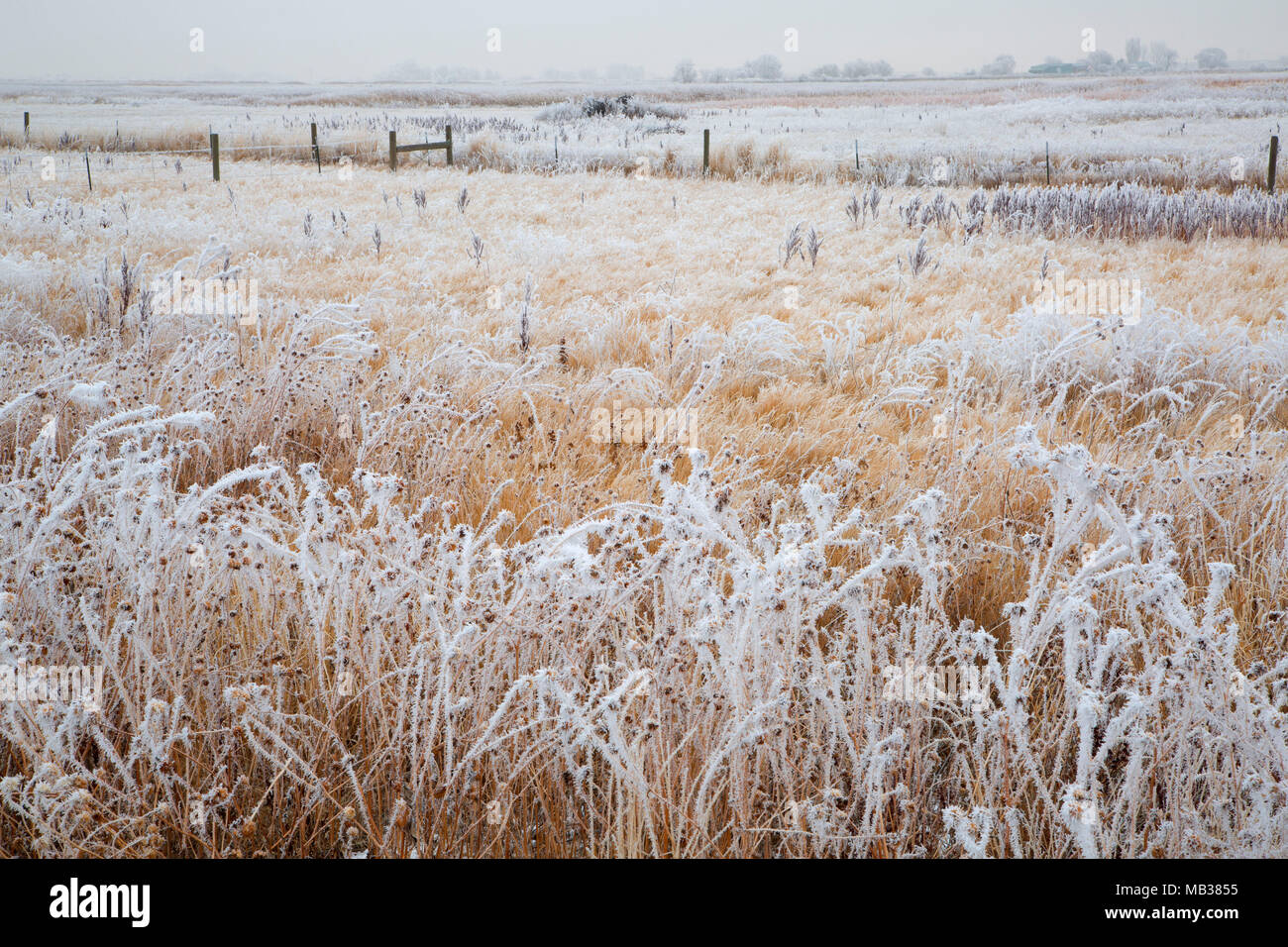 Meadow with frost, Bear River Migratory Bird Refuge, Utah Stock Photo ...