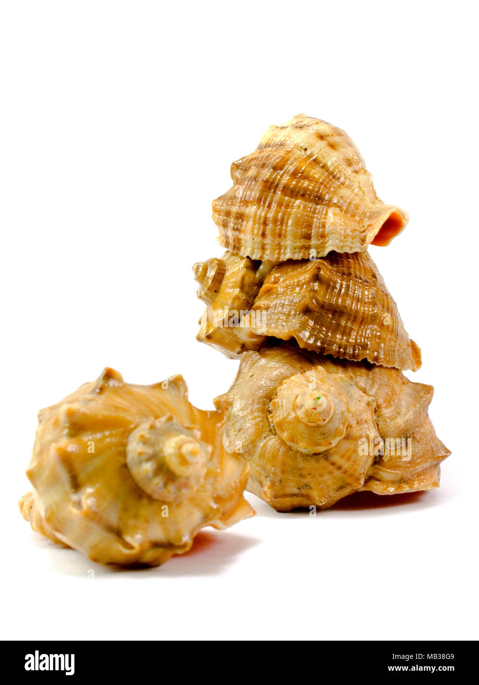 cockleshells close-up isolated on white Stock Photo - Alamy