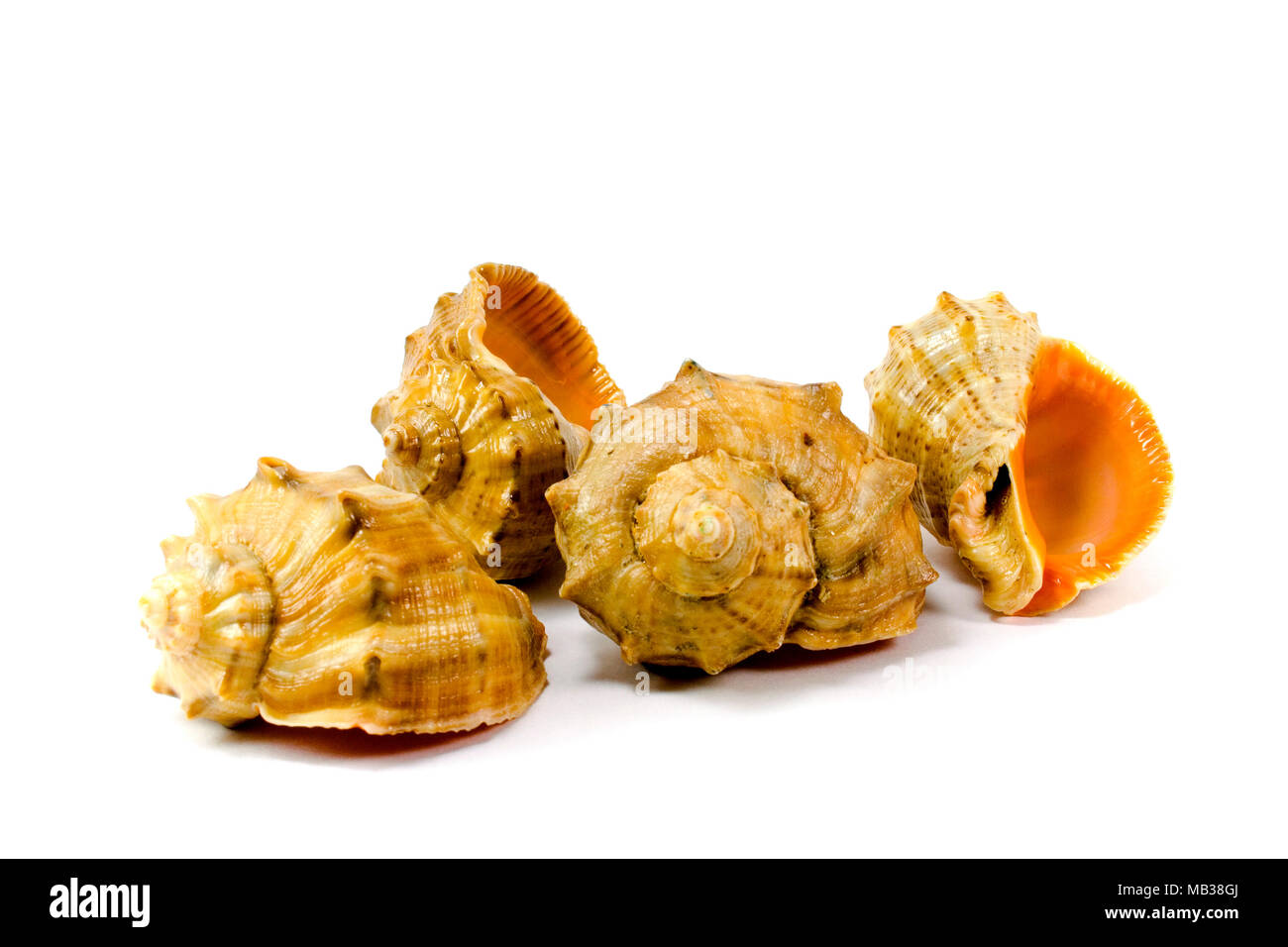 four shells isolated on white background Stock Photo - Alamy