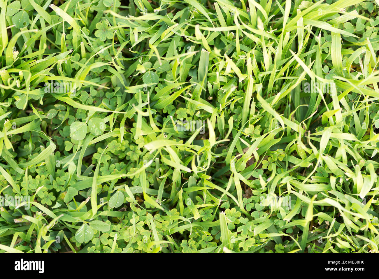 Natural grass background Stock Photo - Alamy