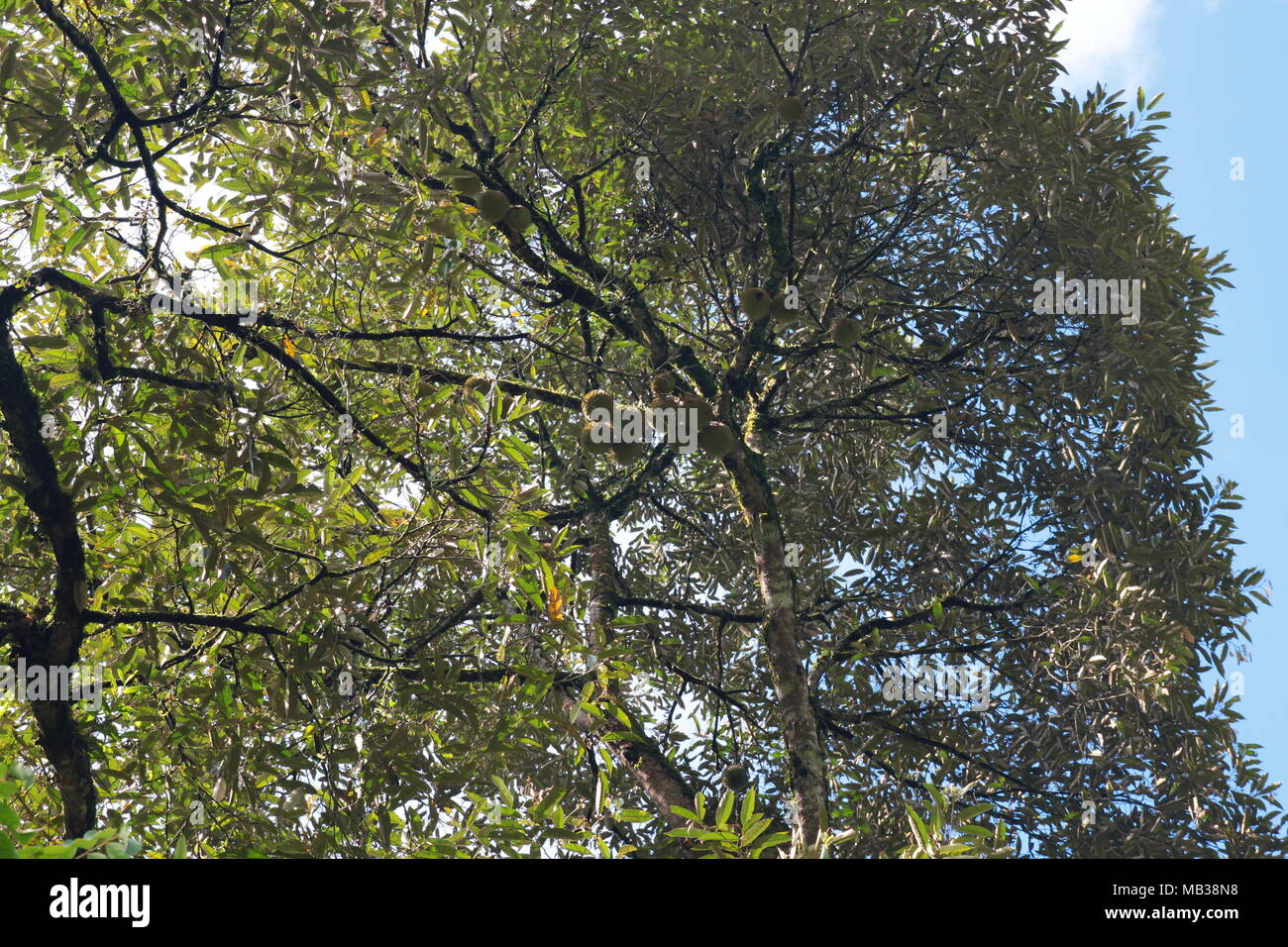 Tall Durian tree under the blue sky. A durian is a big fruit with a ...