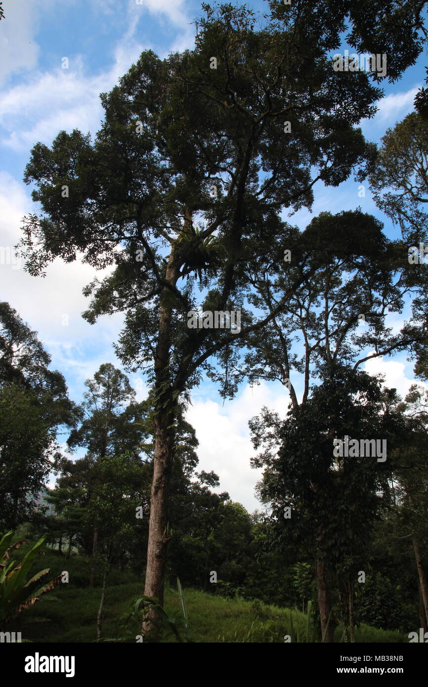 Durian tree hi-res stock photography and images - Alamy