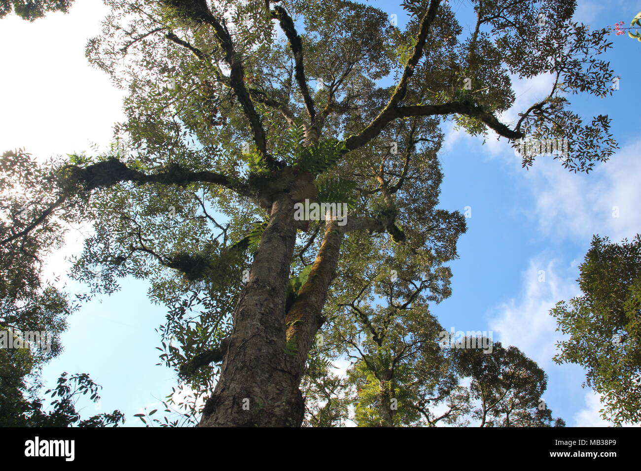 Durian tree hi-res stock photography and images - Alamy
