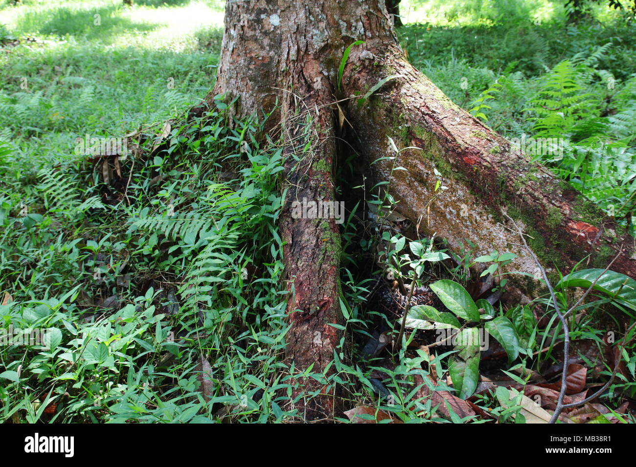 Durian Tree Stock Photos & Durian Tree Stock Images - Alamy