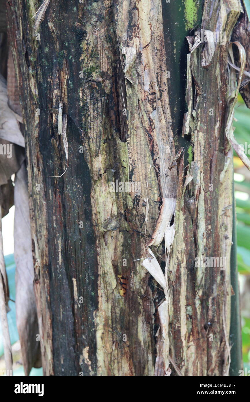 Trunk of Banana tree Stock Photo - Alamy