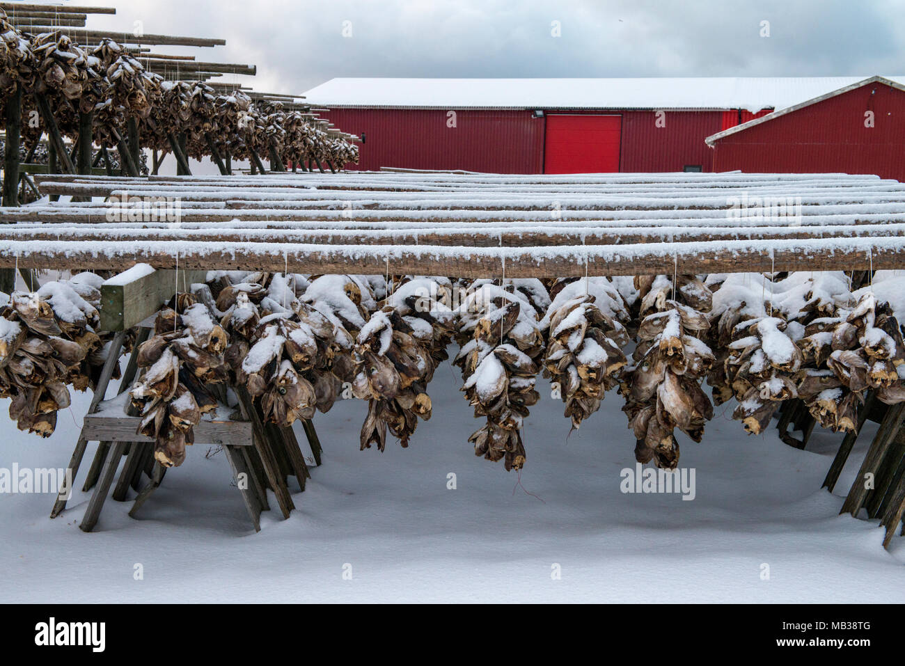 Fish drying racks in Sariskoy, Lofoten. Norway Stock Photo - Alamy