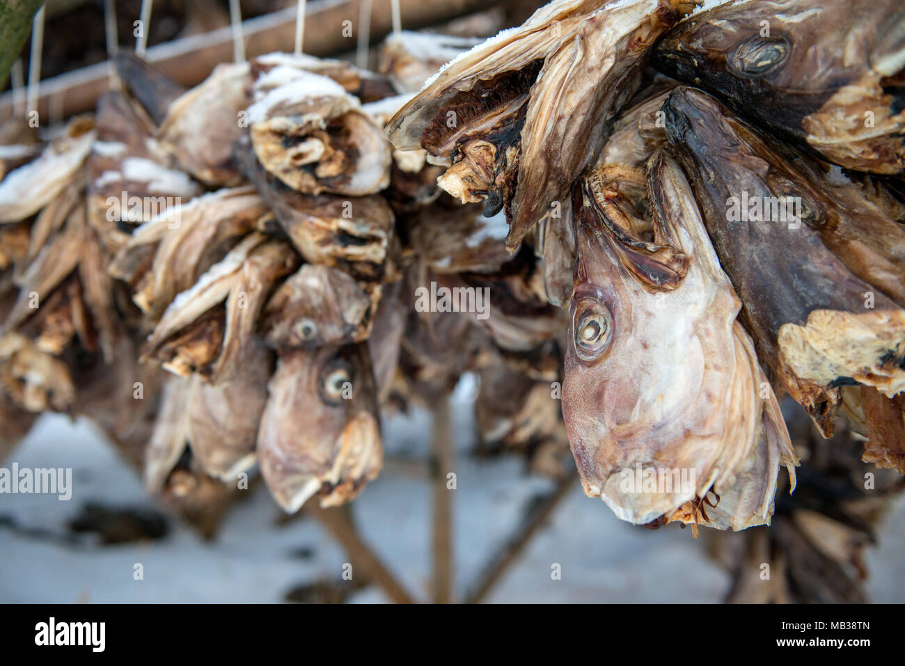 Fish drying racks in Sariskoy, Lofoten. Norway Stock Photo - Alamy