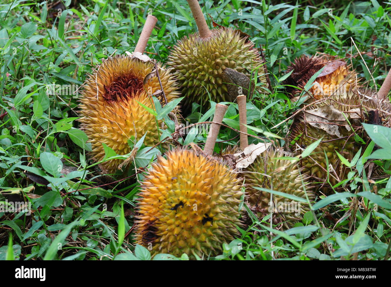 Durian malaysia hi-res stock photography and images - Alamy