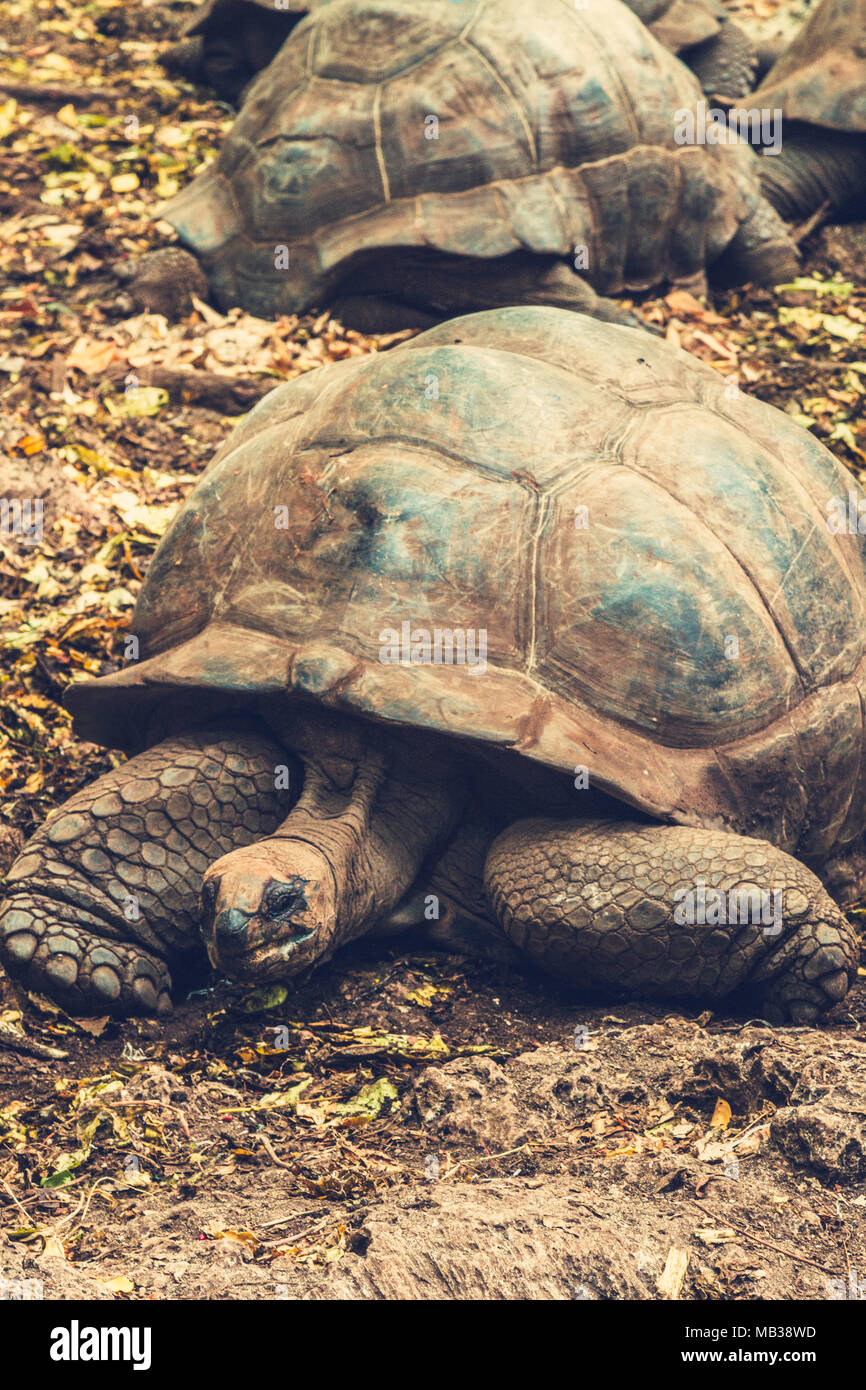 Giant Galapagos Tortoise Stock Photo - Alamy