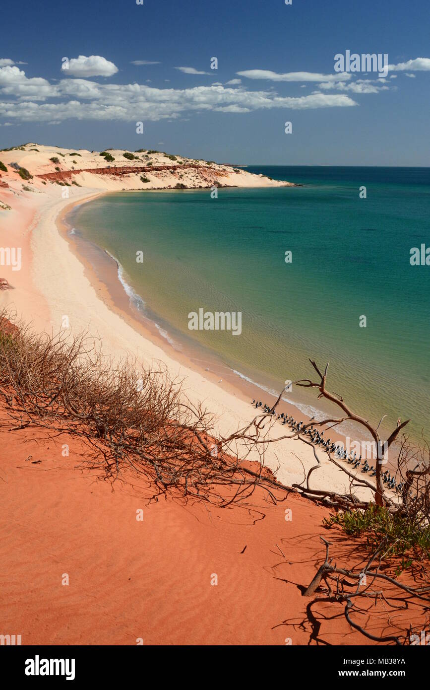 Francois peron national park kangaroo hi-res stock photography and ...