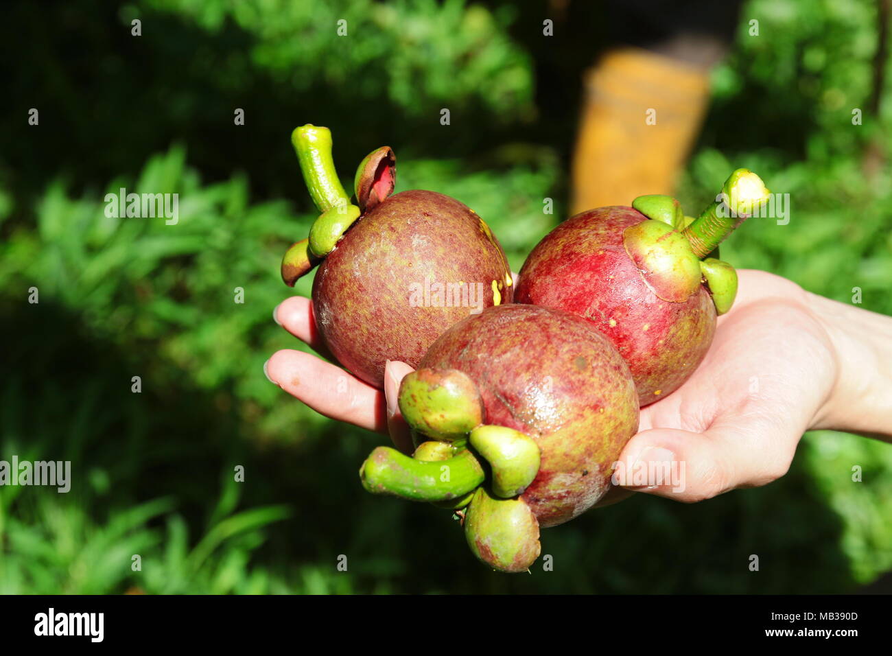 Purple Mangosteen. Mangosteen is a tropical fruit common in the ...
