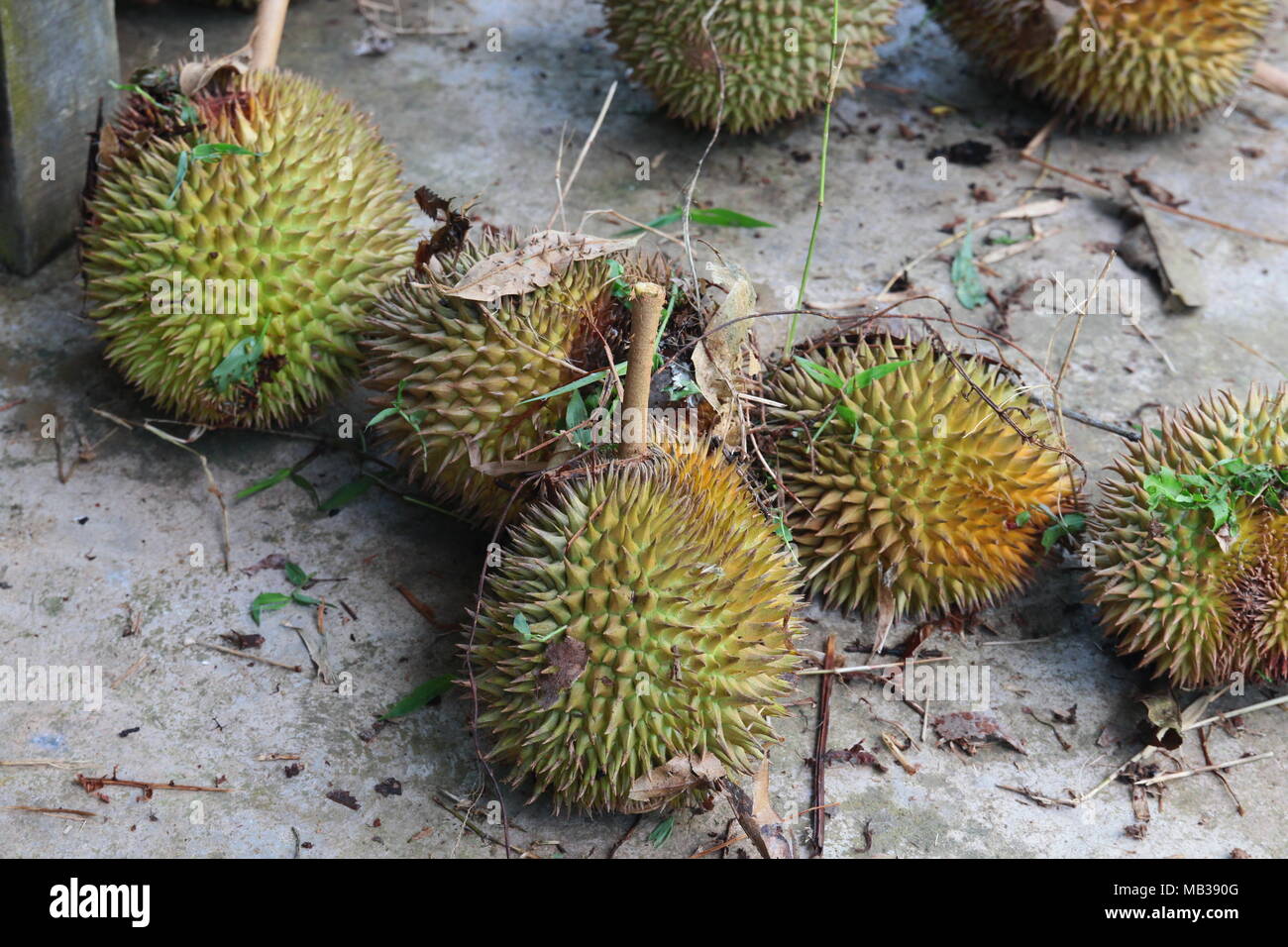 Durian malaysia hi-res stock photography and images - Alamy