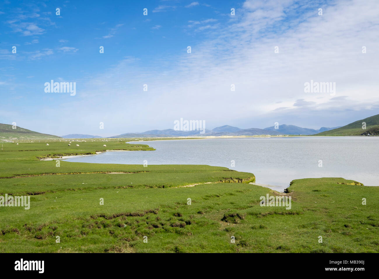Coastal salt marsh by sea loch with sheep grazing in summer. Northton ...