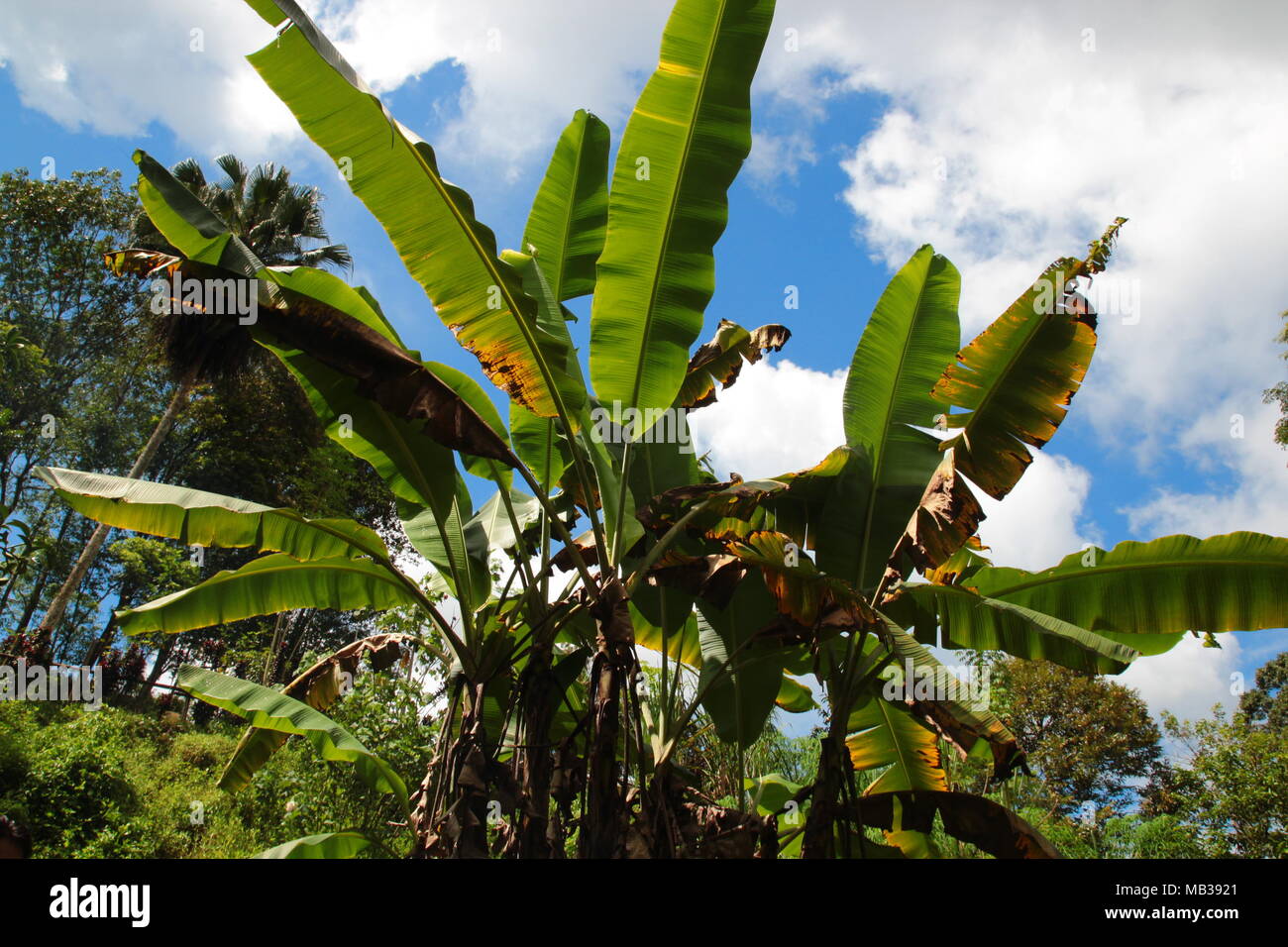 Banana tree farm hi-res stock photography and images - Alamy