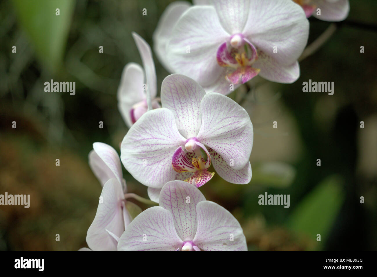 White Dendrobium Orchids Stock Photo - Alamy