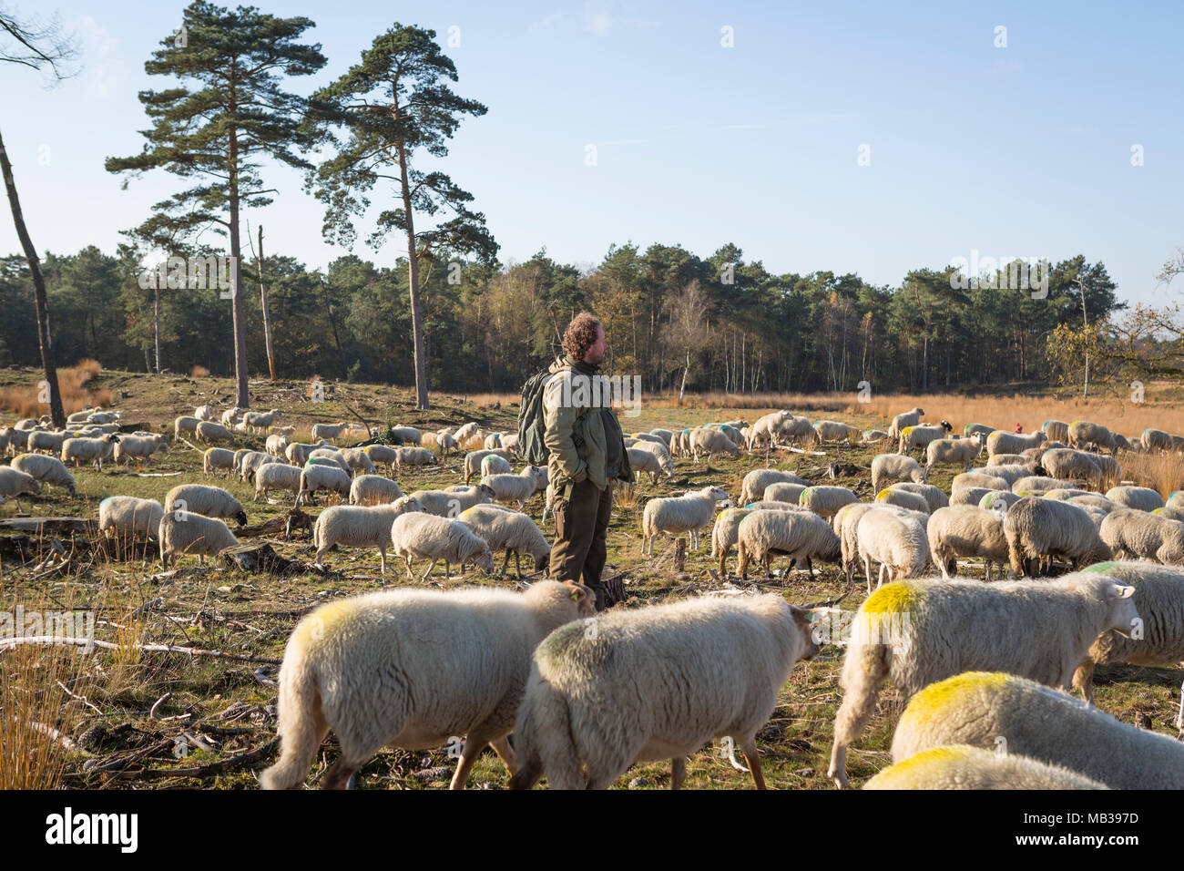 Sheperd sheep hi-res stock photography and images - Alamy