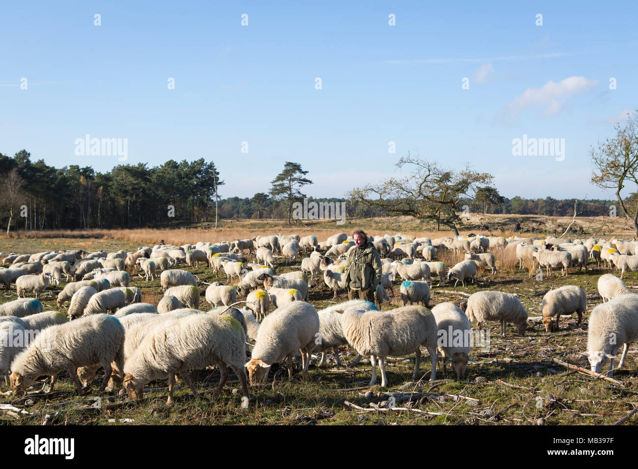 Sheperd sheep hi-res stock photography and images - Alamy