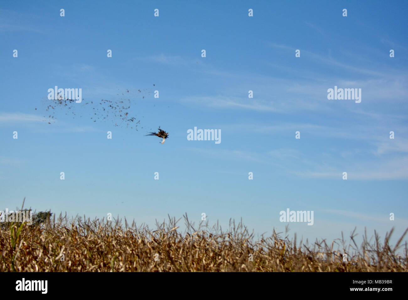 Dead Bird Flying Stock Photo - Alamy