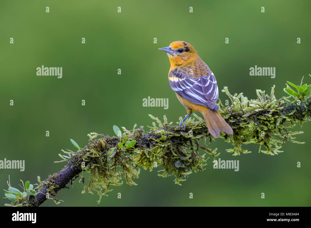 Northern baltimore oriole hi-res stock photography and images - Alamy