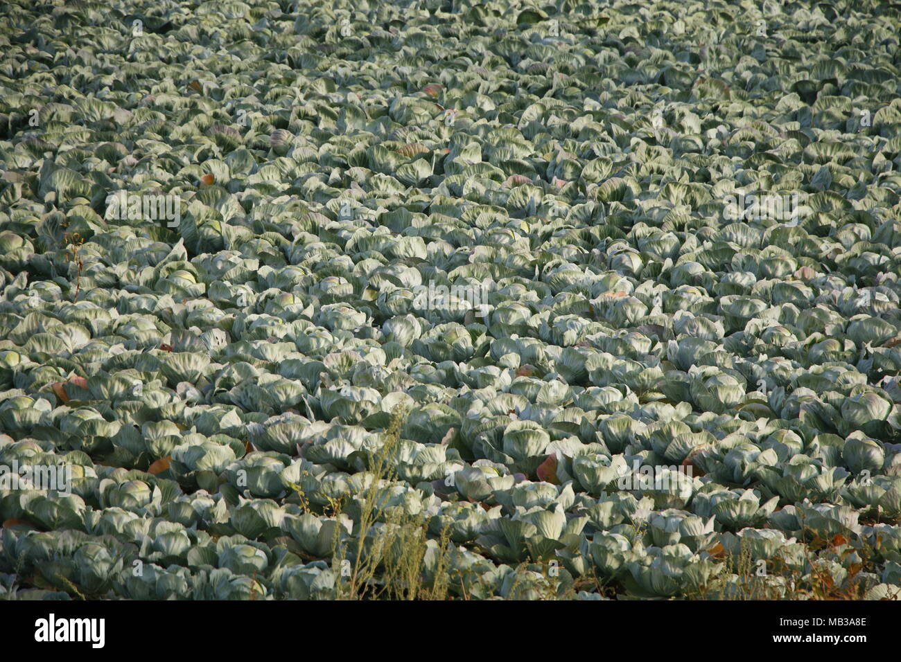 Green cabbage beautiful lines hi-res stock photography and images - Alamy