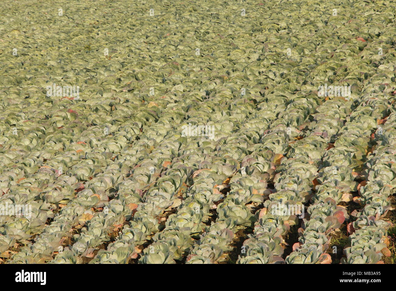 Green cabbage beautiful lines hi-res stock photography and images - Alamy