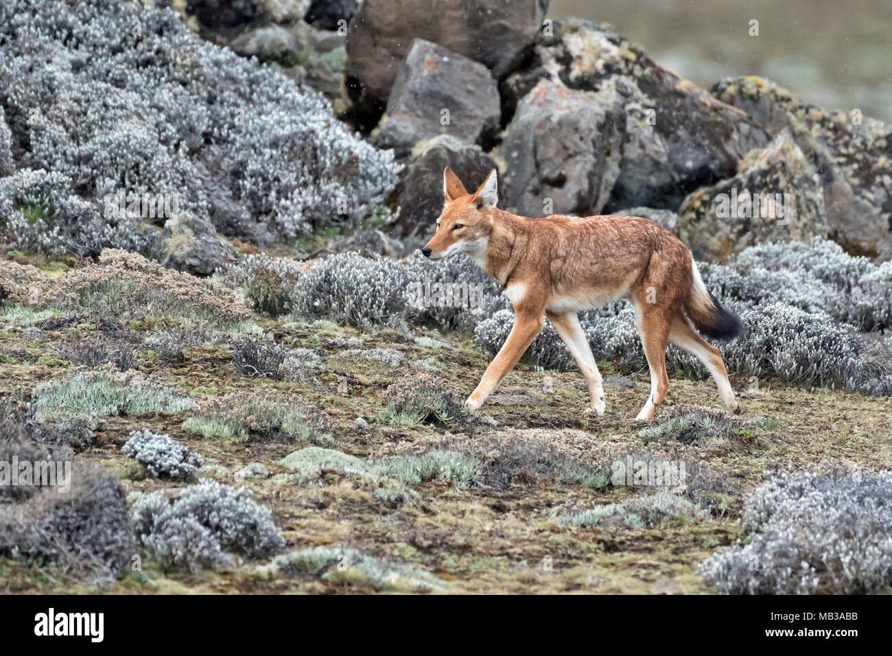 Simien Wolf (Canis simiens), Sanetti plateau, Ethiopia Stock Photo - Alamy