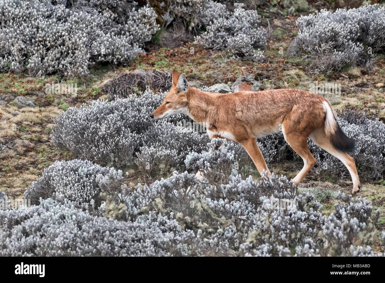 Simien Wolf (Canis simiens), Sanetti plateau, Ethiopia Stock Photo - Alamy
