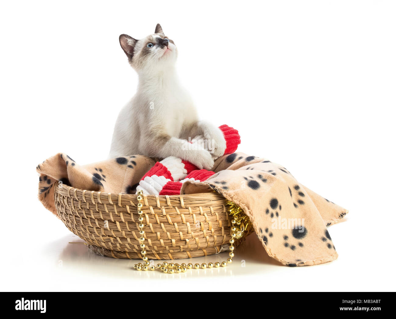 Kitten in basket at Christmas on white background Stock Photo - Alamy