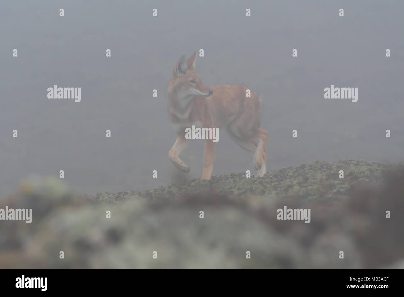 Simien Wolf in the fog (Canis simiensis), Canetti plateau, Ethiopia ...