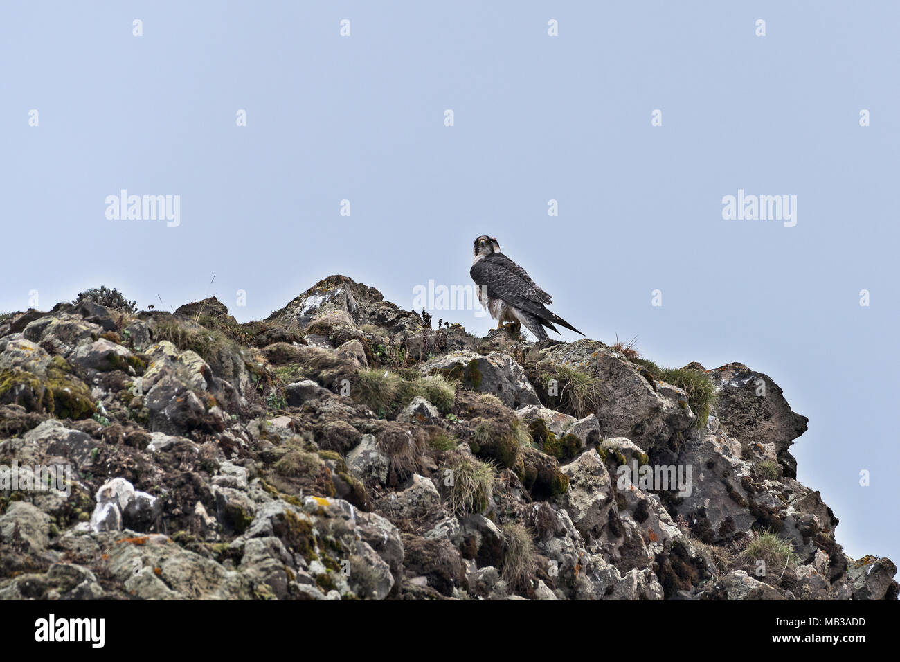 Lanner falcon (Falco biarmicus), Sanetti plateau, Ethiopia Stock Photo ...