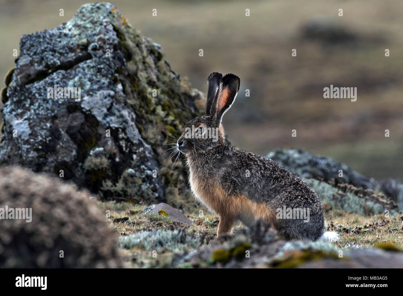 Ethiopian highland hare hi-res stock photography and images - Alamy