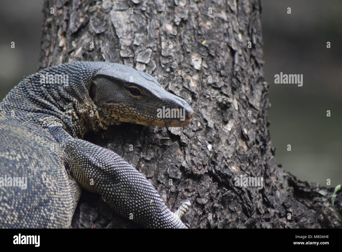 Water Monitor varanus salvator malaysian thai bangkok park lizard wild ...