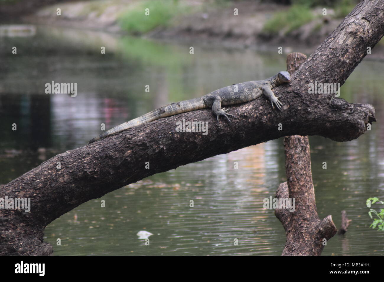 Water Monitor varanus salvator malaysian thai bangkok park lizard wild ...