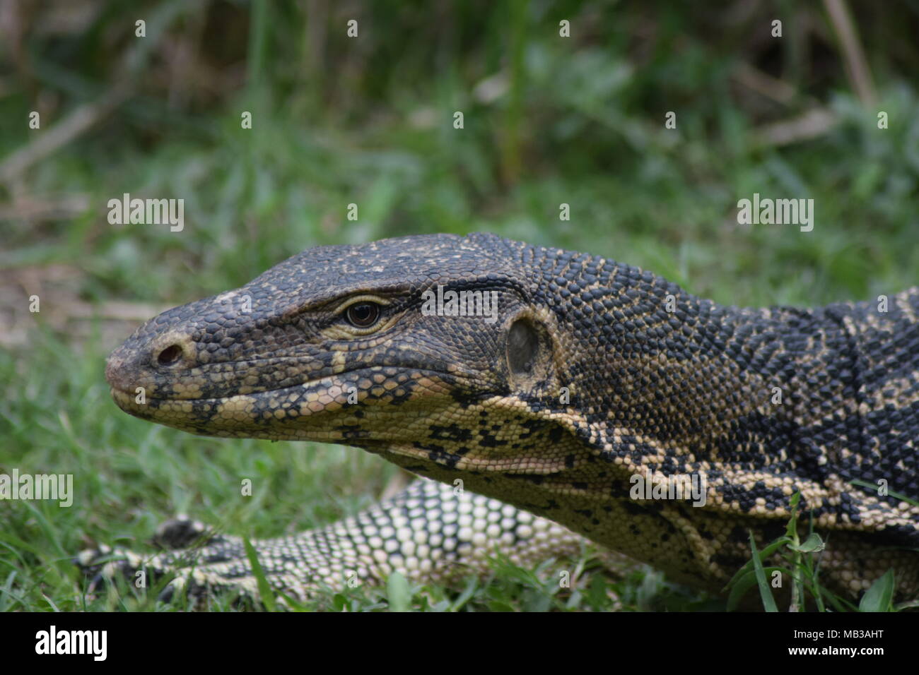 Water Monitor varanus salvator malaysian thai bangkok park lizard wild ...
