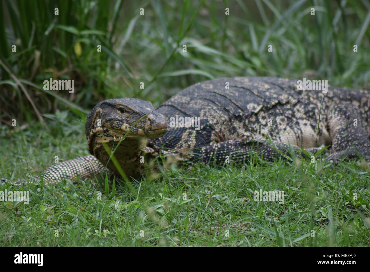 Water Monitor varanus salvator malaysian thai bangkok park lizard wild ...