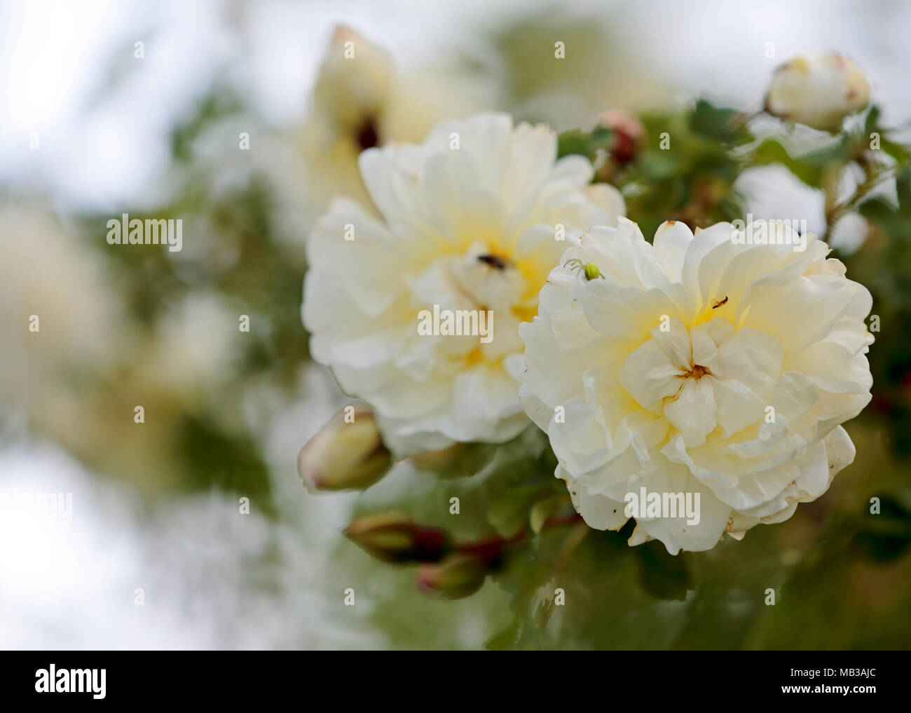 White rose in the garden Stock Photo - Alamy