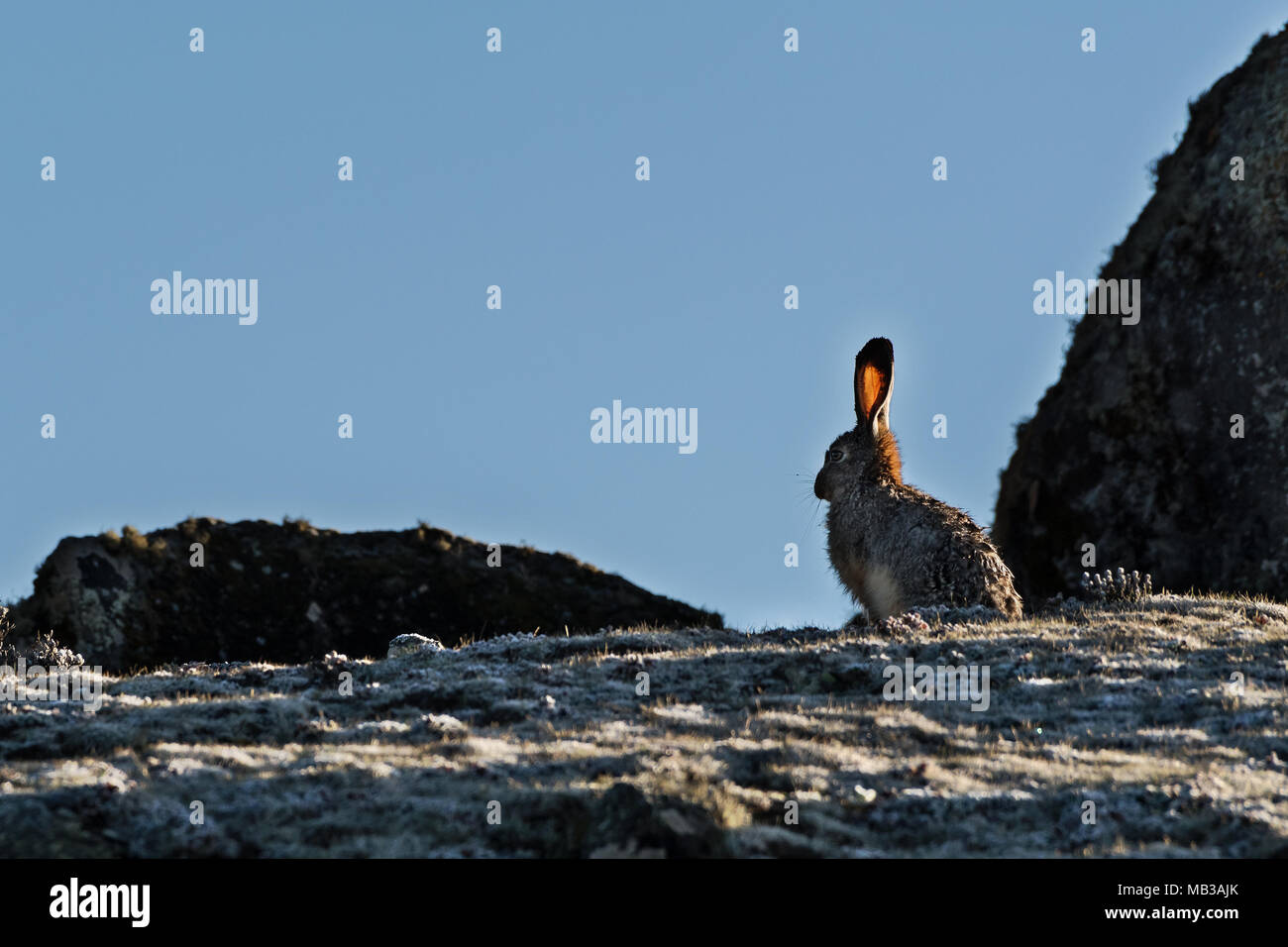 Ethiopian Highland Hare (Lepus starki), Sanetti plateau, Ethiopia Stock ...
