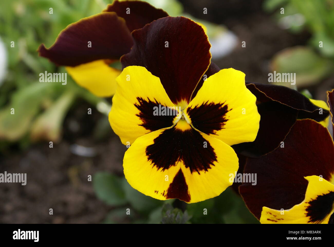 Spring backgraund hi-res stock photography and images - Alamy