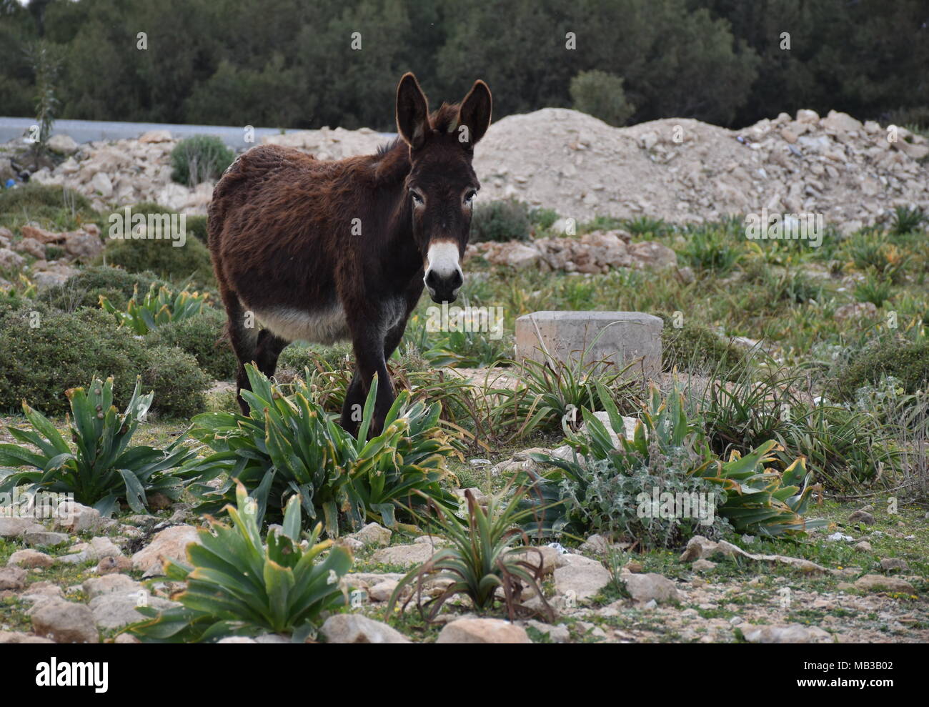 Donkeys on Karpaz peninsula, Cyprus Stock Photo - Alamy