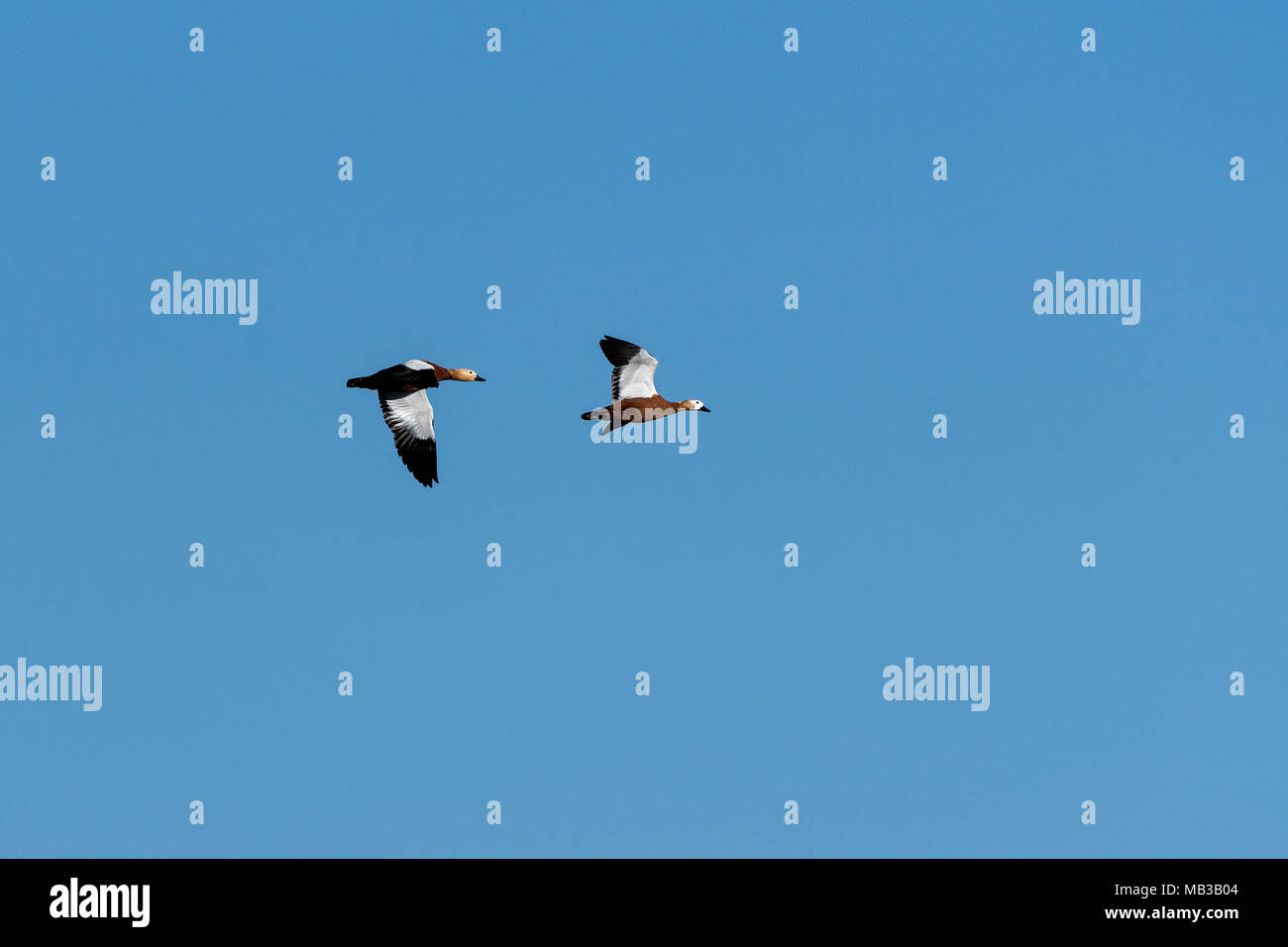 African shelducks hi-res stock photography and images - Alamy